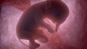 Amazing photos of baby animals in the womb