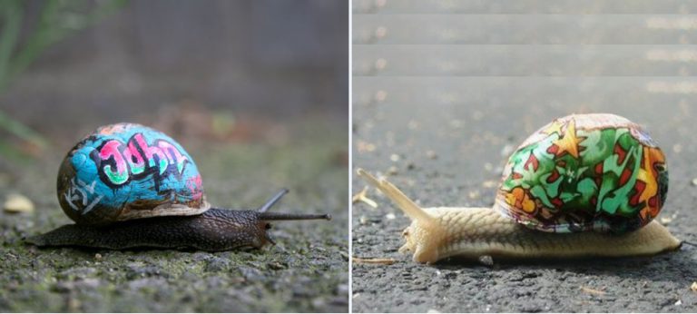 Pimping Out Snail's Shells to Prevent Them Getting Squashed | artFido