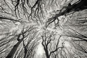 Amazing Photographs of Fractals in Nature | artFido