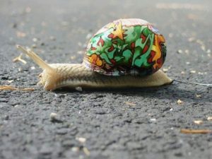 Pimping Out Snail's Shells to Prevent Them Getting Squashed | artFido