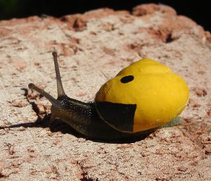 Pimping Out Snail's Shells to Prevent Them Getting Squashed | artFido
