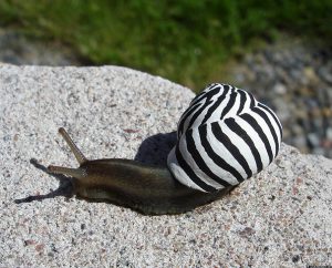 Pimping Out Snail's Shells to Prevent Them Getting Squashed | artFido