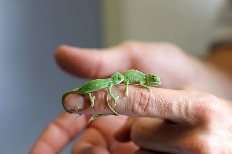 Cuteness Overload With Newly Hatched Baby Chameleons Create at Sydney ...
