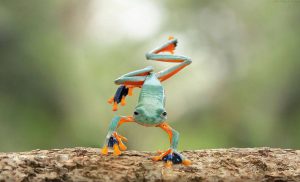 Indonesian Photographer Takes Spectacular Photos of Frogs | artFido