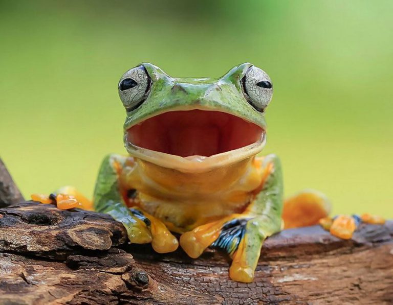 Indonesian Photographer Takes Spectacular Photos of Frogs | artFido