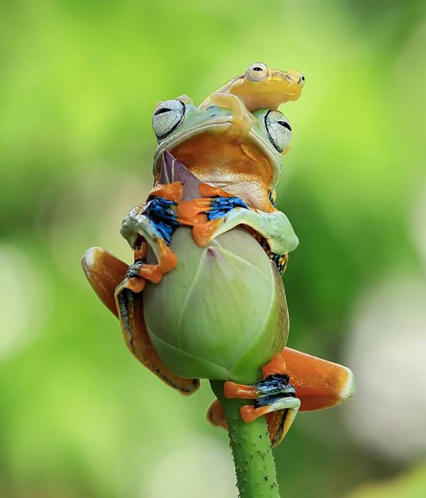 Indonesian Photographer Takes Spectacular Photos of Frogs | artFido
