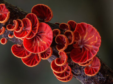 New Wondrous Photos of the World’s Beautifully Diverse Fungi | artFido