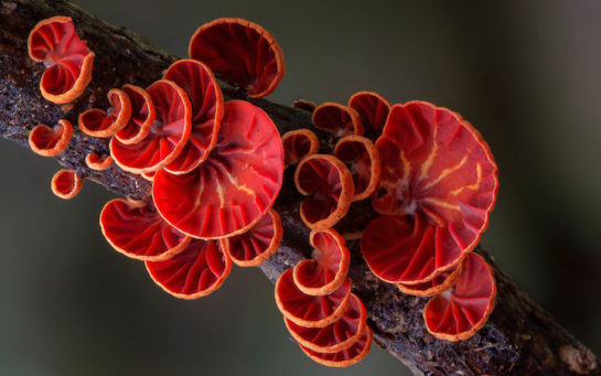 New Wondrous Photos of the World’s Beautifully Diverse Fungi | artFido