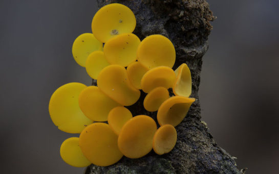 New Wondrous Photos of the World’s Beautifully Diverse Fungi | artFido