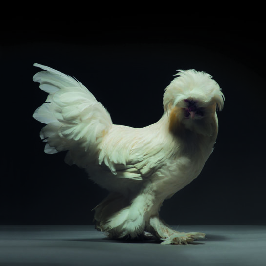 The Most Beautiful Chickens in the World, Photographed | artFido