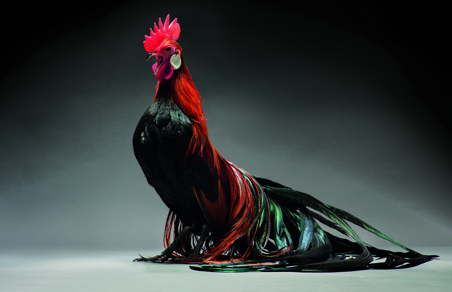 The Most Beautiful Chickens in the World, Photographed | artFido