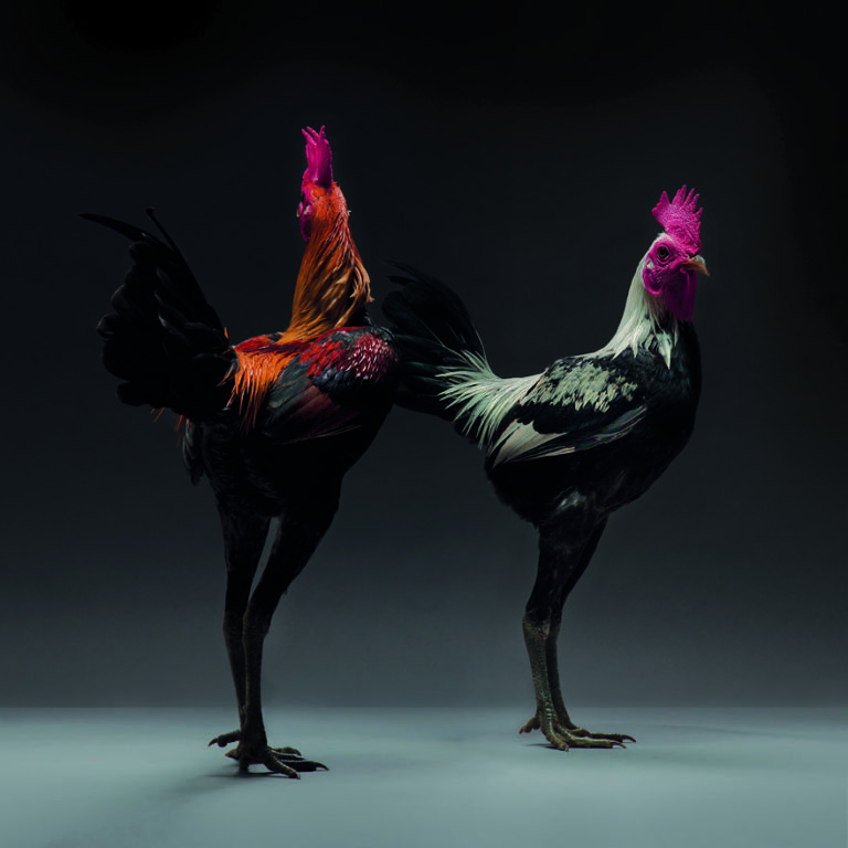 The Most Beautiful Chickens in the World, Photographed | artFido