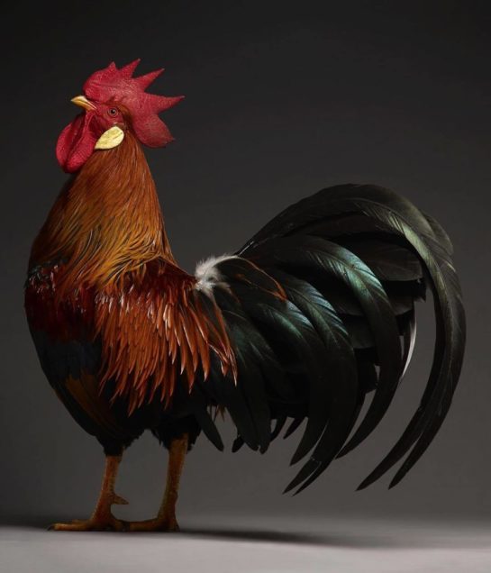The Most Beautiful Chickens in the World, Photographed | artFido