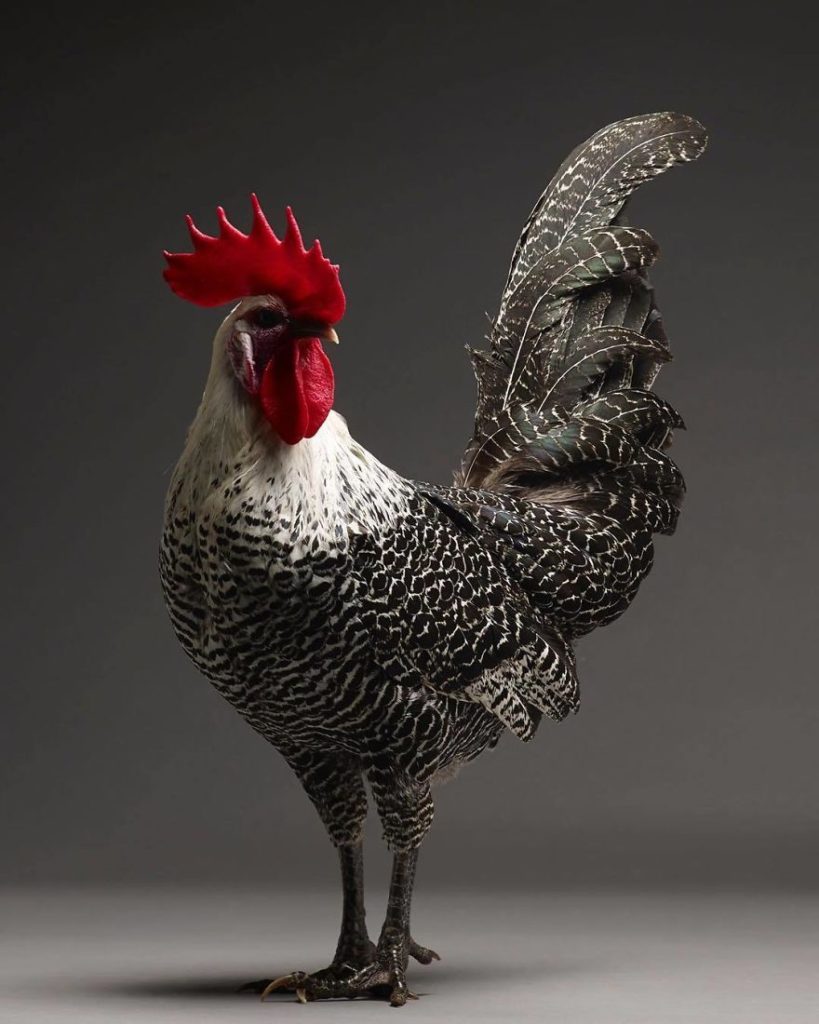 The Most Beautiful Chickens in the World, Photographed | artFido