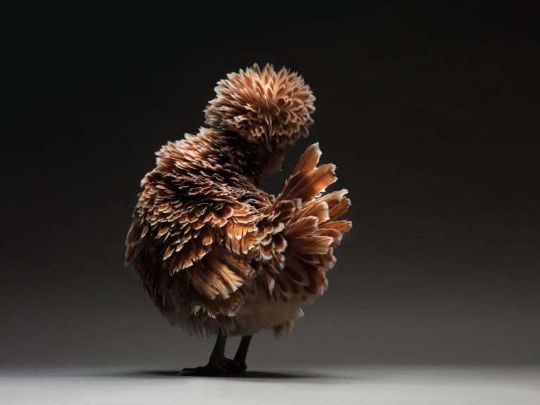 The Most Beautiful Chickens in the World, Photographed | artFido