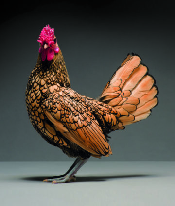 The Most Beautiful Chickens in the World, Photographed | artFido