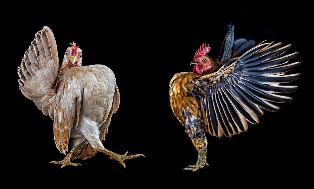 The Amazing World of Chicken Beauty Pageants Photographed by Ernest Goh ...