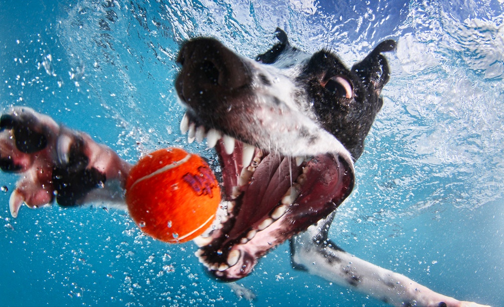 "Underwater Dogs" by Photographer Seth Casteel | artFido