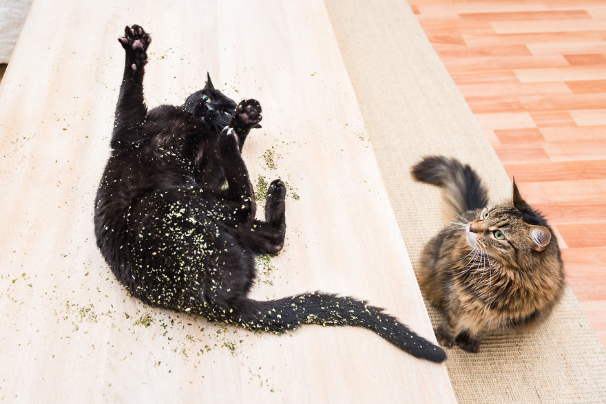 Animal Photographer Take Photos Of Cats High On Catnip, And It’s Hilarious | artFido