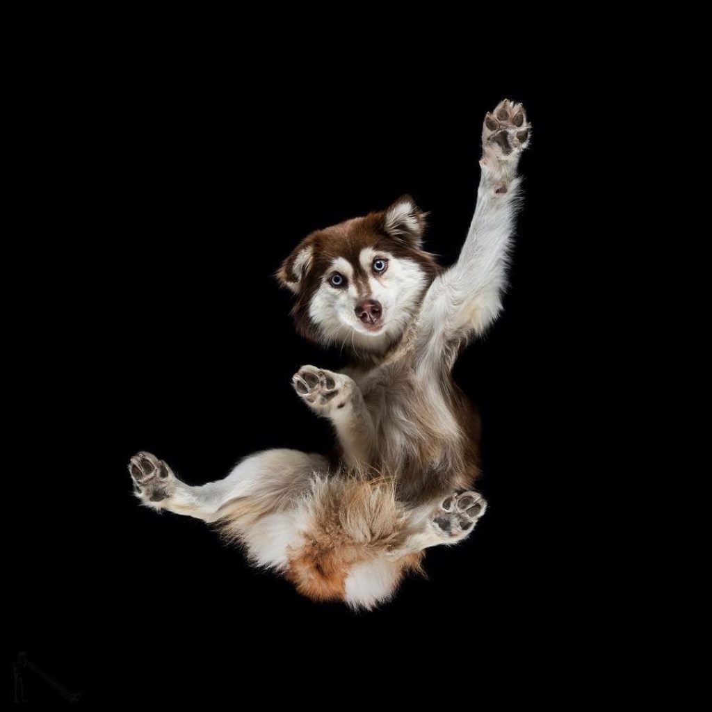 Photographer Creates Animal Photo Series From Underneath, and It's ...