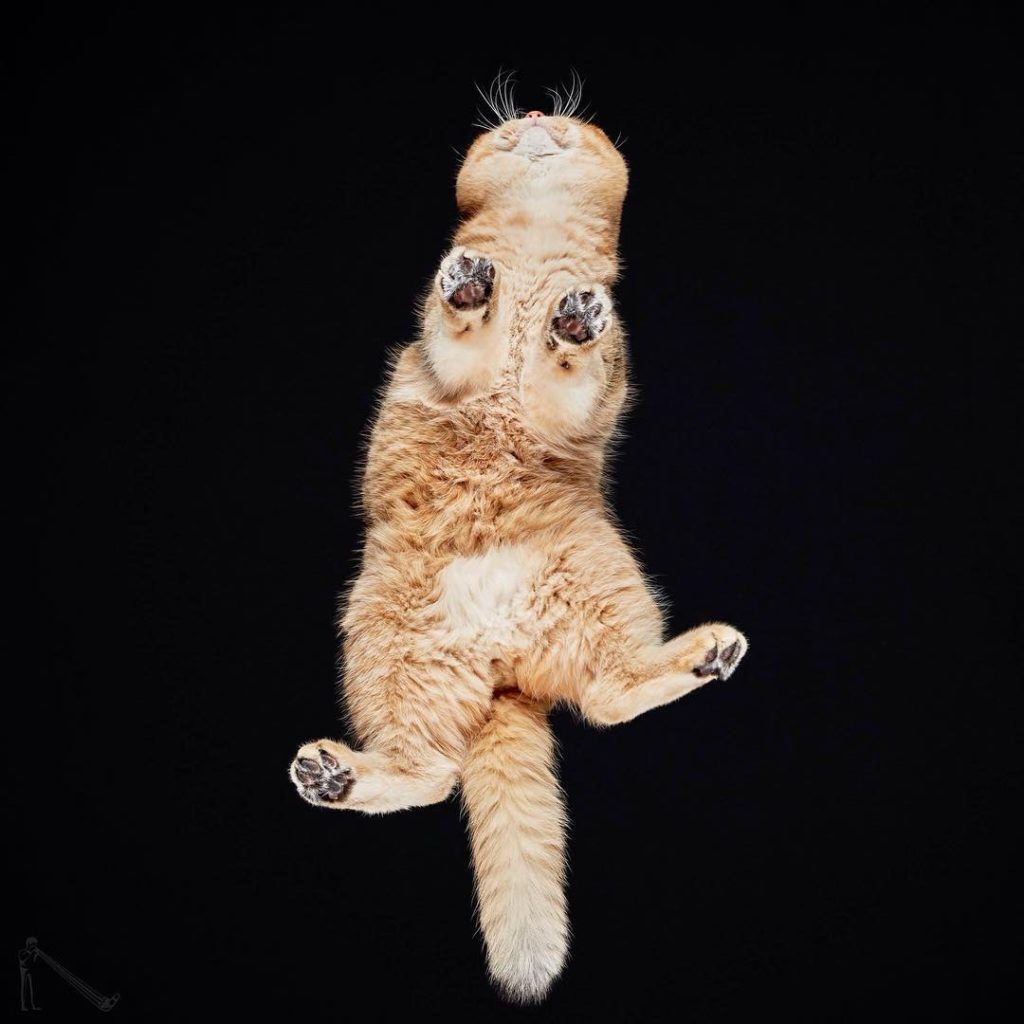 Photographer Creates Animal Photo Series From Underneath, and It's ...