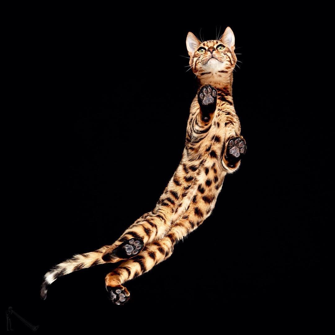 Photographer Creates Animal Photo Series From Underneath, and It's ...