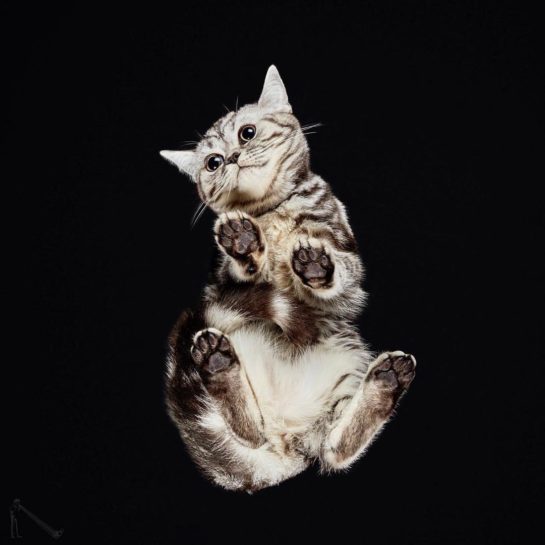 Photographer Creates Animal Photo Series From Underneath, and It's ...