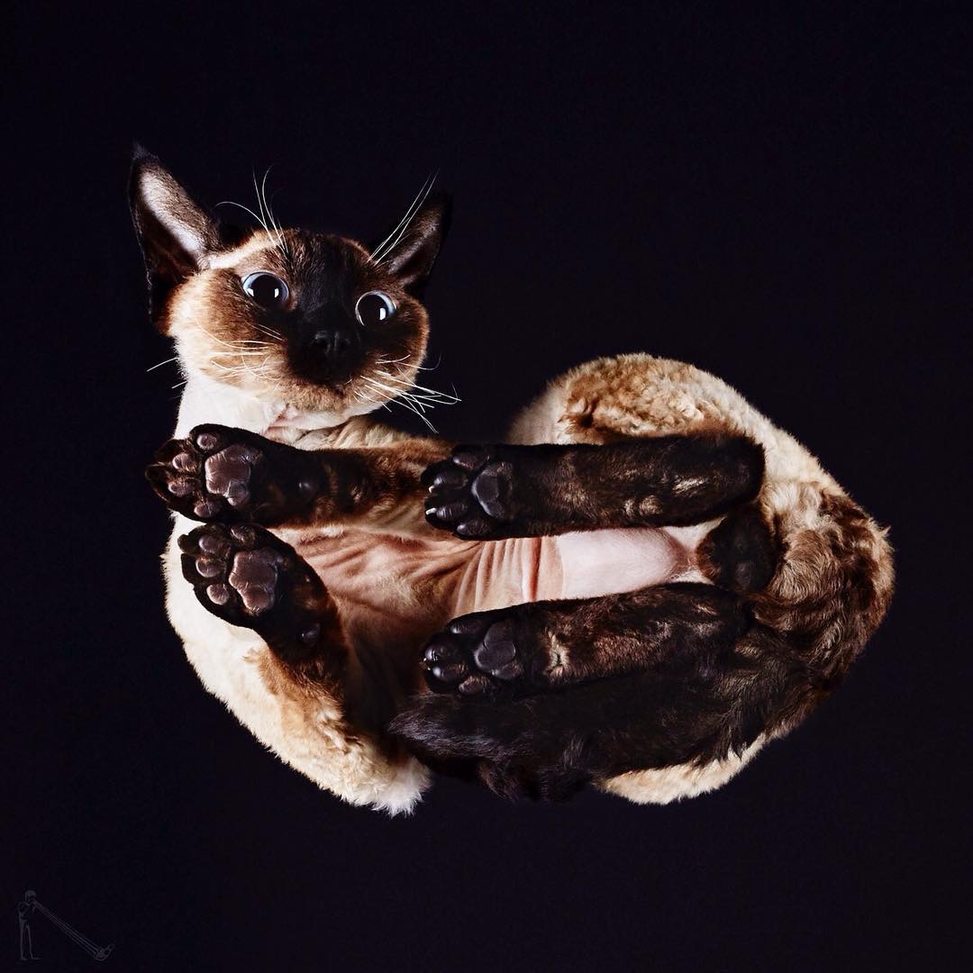 Photographer Creates Animal Photo Series From Underneath, and It's ...