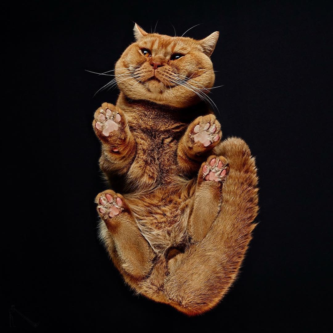 Photographer Creates Animal Photo Series From Underneath, and It's ...