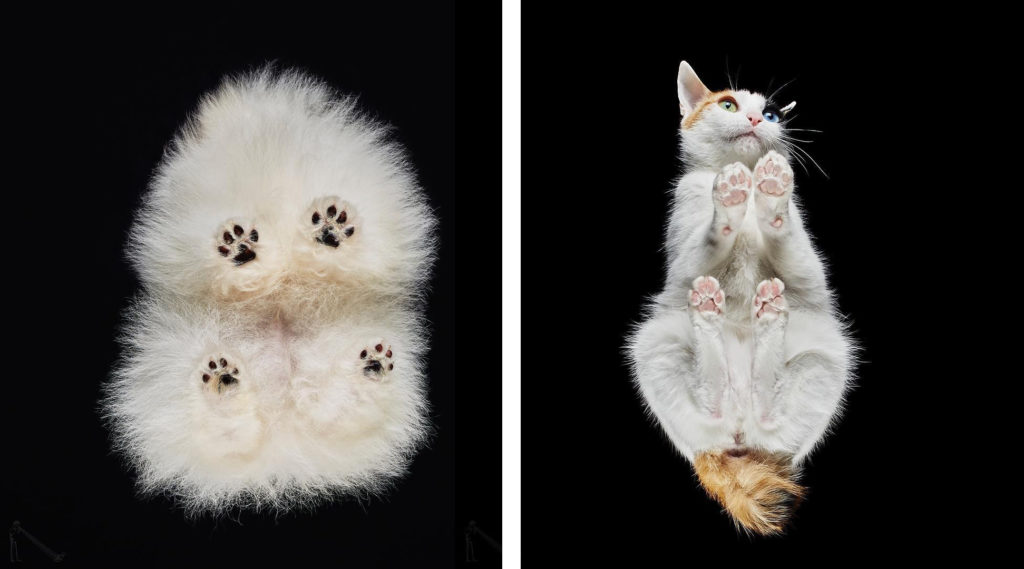 Photographer Creates Animal Photo Series From Underneath, and It's ...