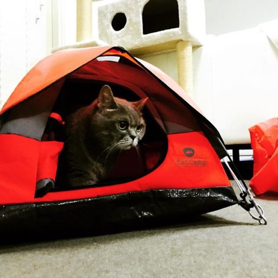 Cat Lover's Rejoice: There's Now A Mini Camping Tent Purrfect for ...