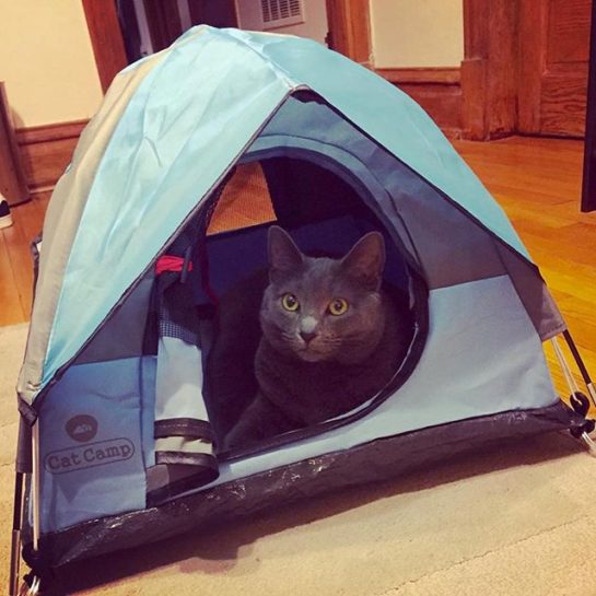 Cat Lover's Rejoice: There's Now A Mini Camping Tent Purrfect for ...