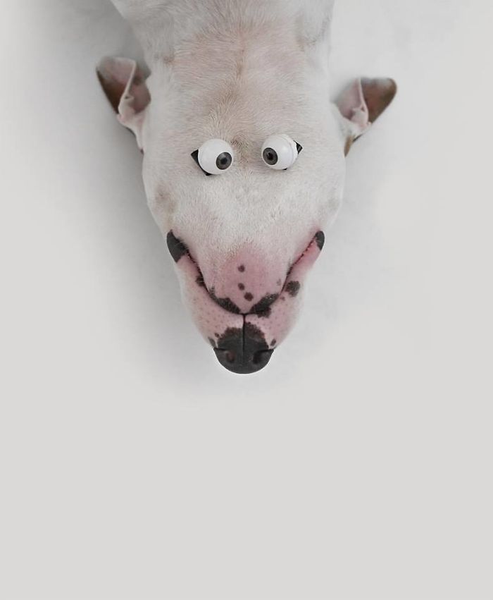 His Wife Left Him & Took Everything Except His Dog So He Created This ...