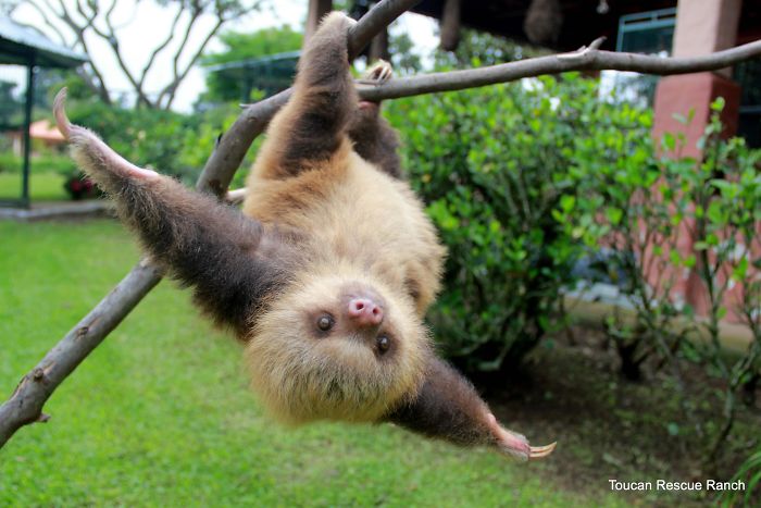 Quite Simply The Cutest Sloth Pics To Celebrate The International Sloth ...