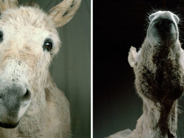 Photographer Takes Amazing Portraits of Farm Animals That Were Destined ...