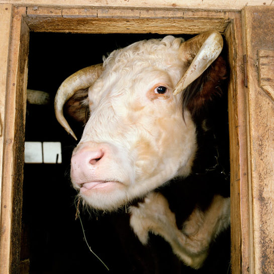 Photographer Takes Amazing Portraits of Farm Animals That Were Destined ...