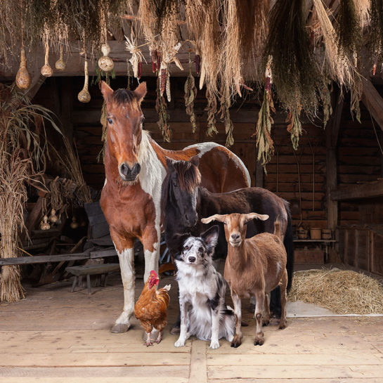 Photographer Takes Amazing Portraits of Farm Animals That Were Destined ...