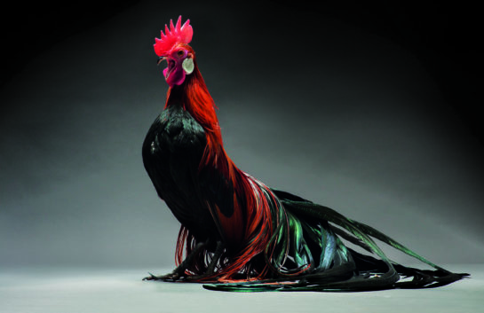 These Are The Most Beautiful Chickens in the World, Photographed | artFido