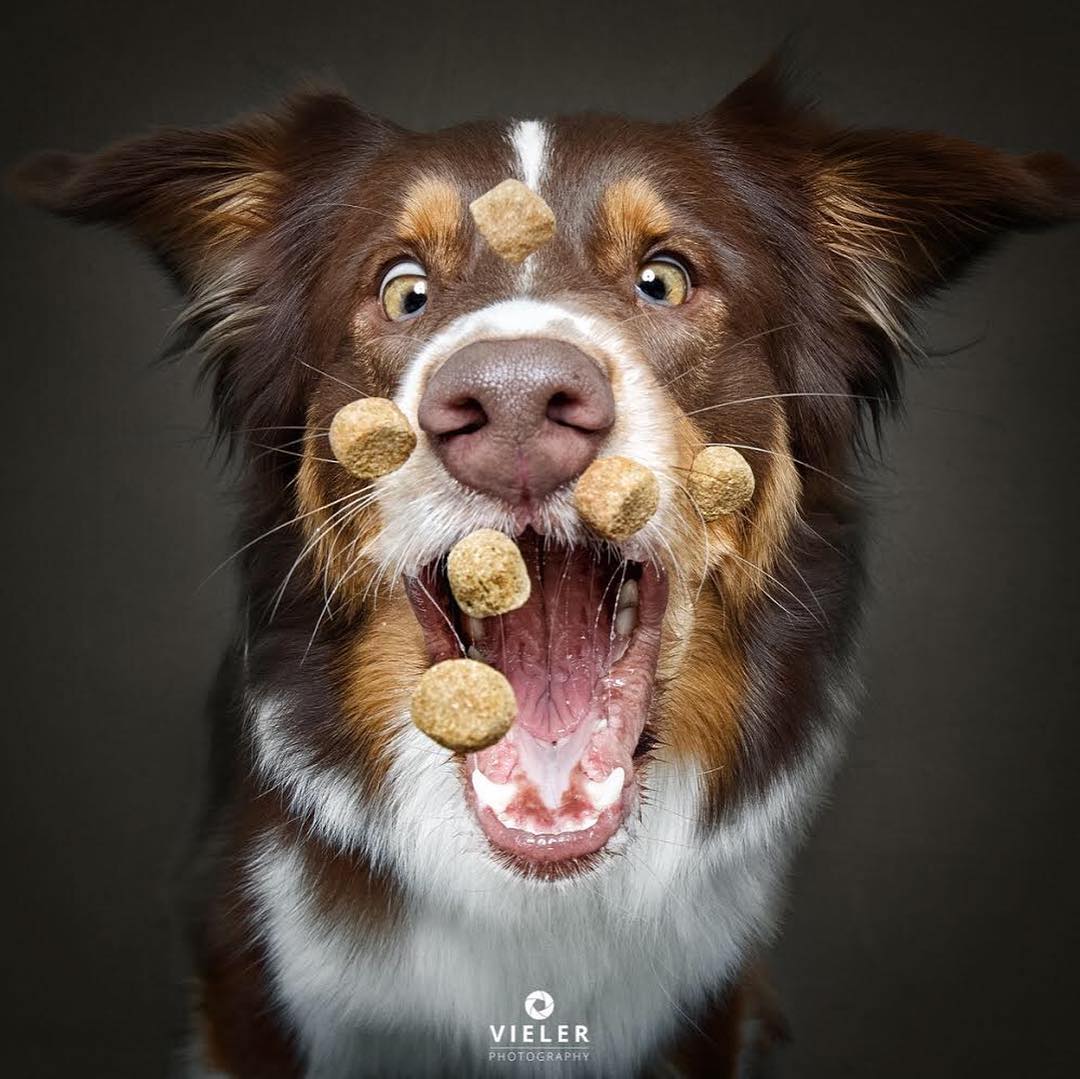 Hilarious Photos of Dogs Concentrating on Catching Treats in Mid-Air ...
