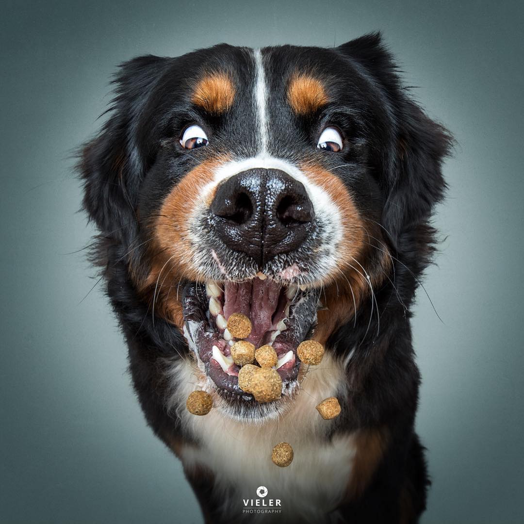 Hilarious Photos of Dogs Concentrating on Catching Treats in Mid-Air ...