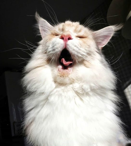 Lotus The Majestic Maine Coon Cat Is A Massive Ball of Love | artFido