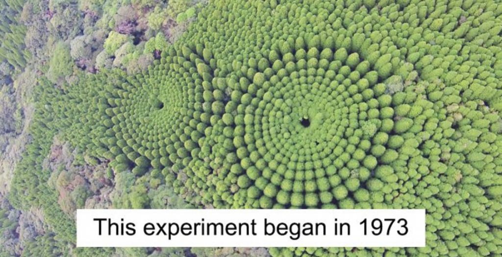 This Japanese Experiment That Lasted 50 Years Resulted In These Amazing ...