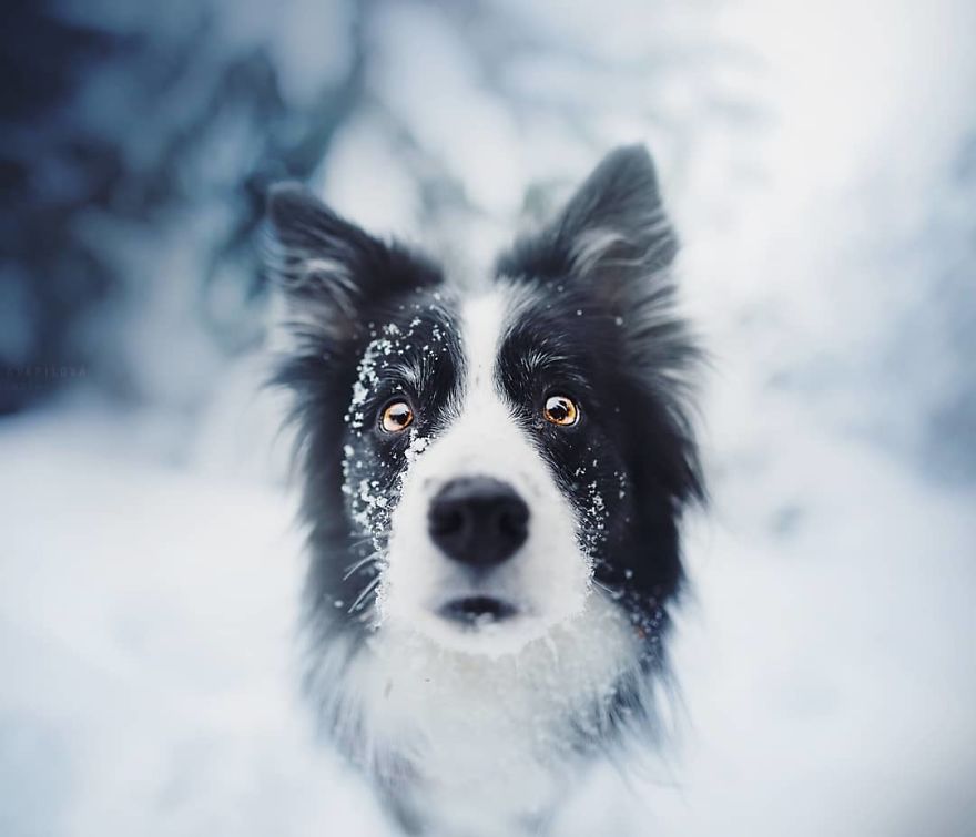 Artist Releases 50 Of The Best Dog Photos She's Ever Taken | artFido