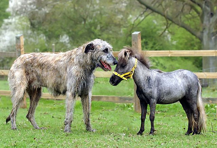 Photo Series Features Owners With Their Irish Wolfhounds, And It’s ...