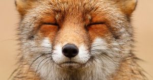 Photographer Captures Distinctive Fox Portraits to Reveal Their Vastly ...