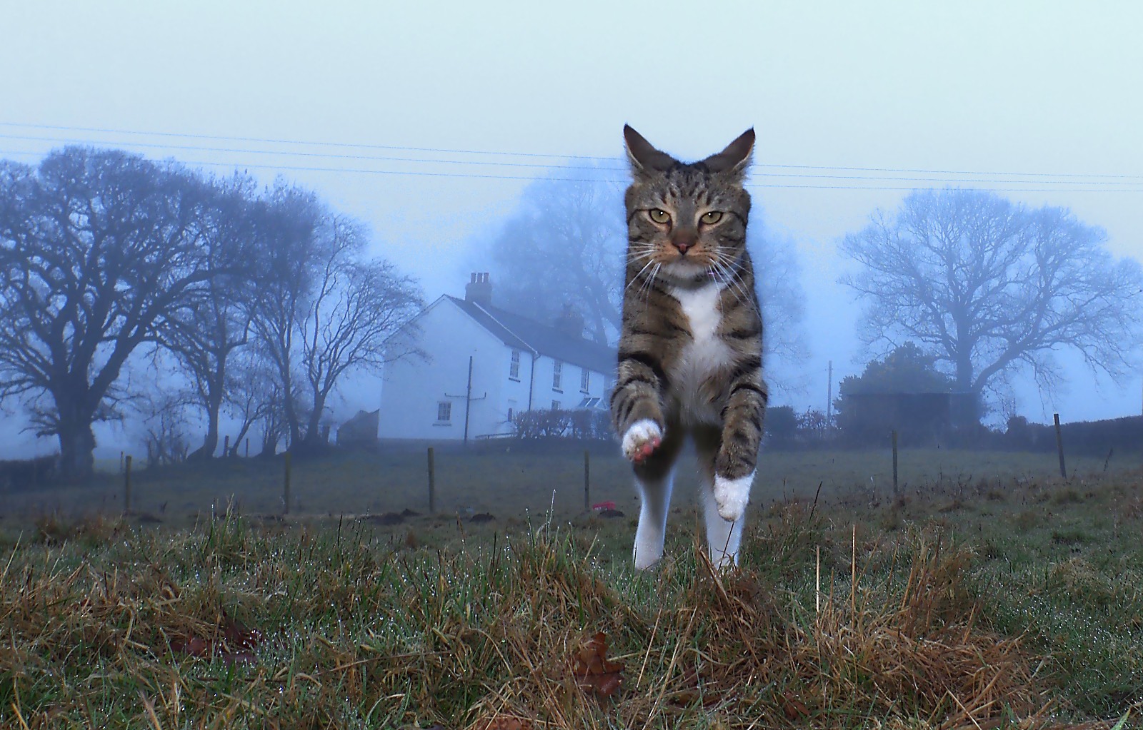 Meet Edmund the Jumping Cat Who Does Exactly What You Think He Does ...