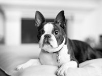 Famous Dog Photographers You Should Already Be Following in 2019 | artFido
