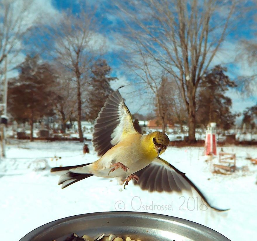 Woman Sets Up A Photo Booth For Birds In Her Yard, And The Results Are ...