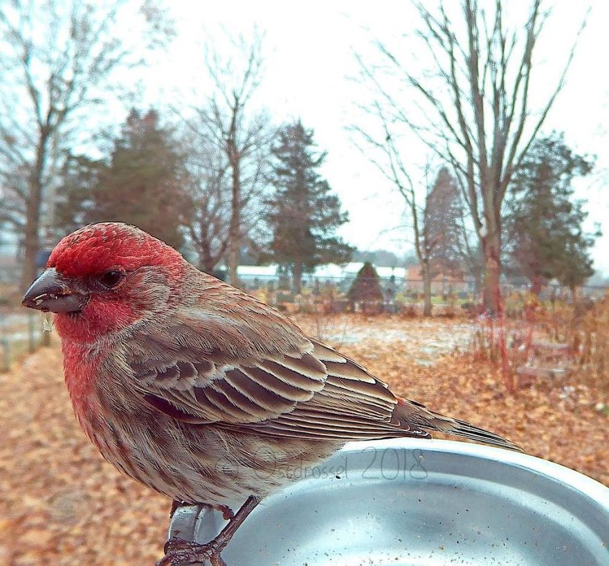 Woman Sets Up A Photo Booth For Birds In Her Yard, And The Results Are ...