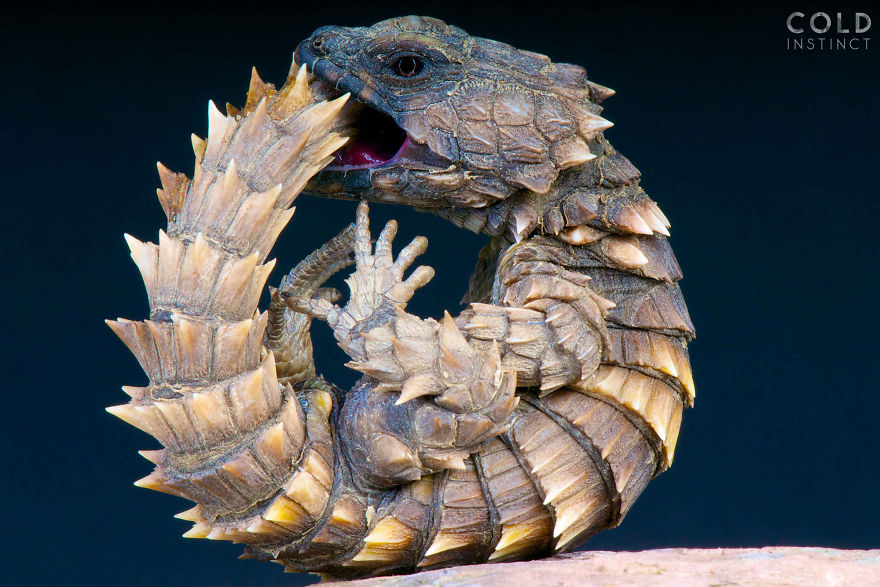 Photographer Captures Images Of The Most Flamboyant And Dangerous ...